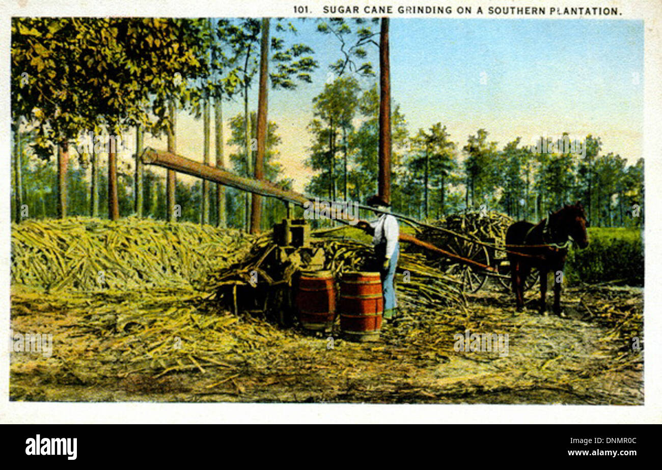 Broyage de la canne à sucre Banque de photographies et d’images à haute ...