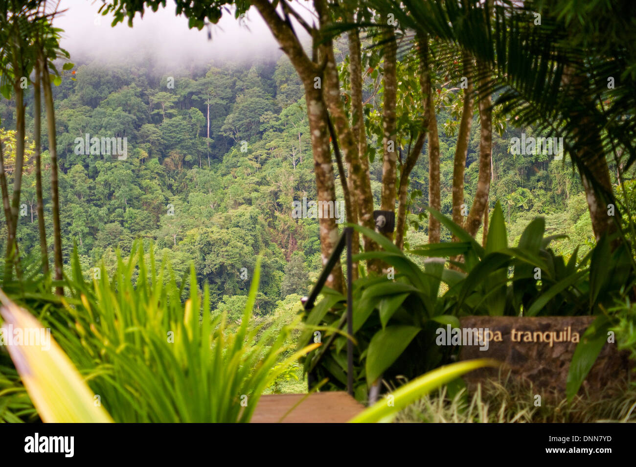 Costa rica rainforest Banque de photographies et d’images à haute ...