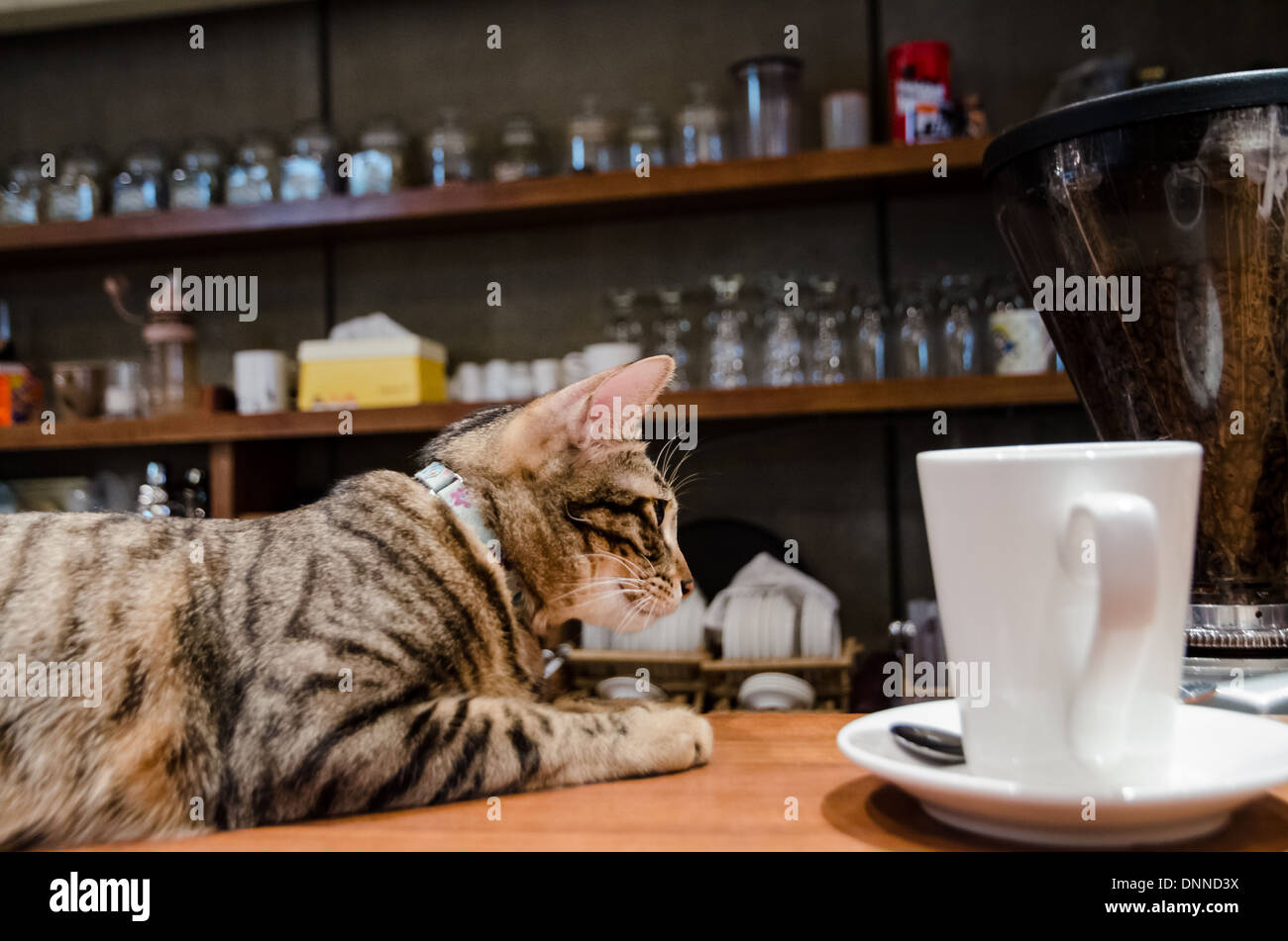 Les chats se détendre dans un cat cafe à Taipei. C'est la place de l ...