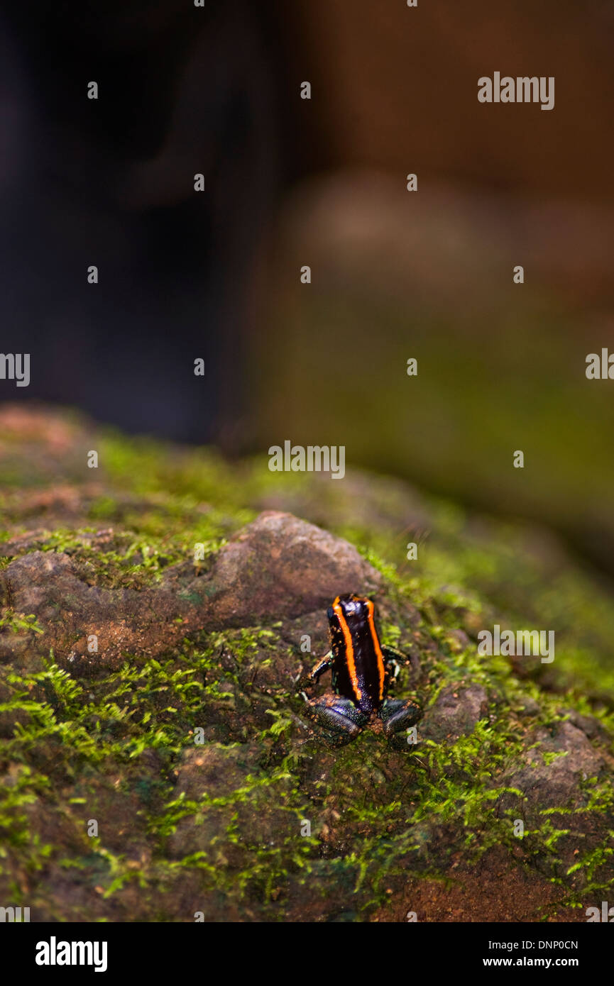 Grenouilles du costa rica Banque de photographies et d’images à haute ...