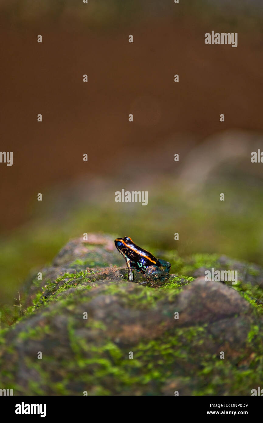 Grenouilles du costa rica Banque de photographies et d’images à haute ...