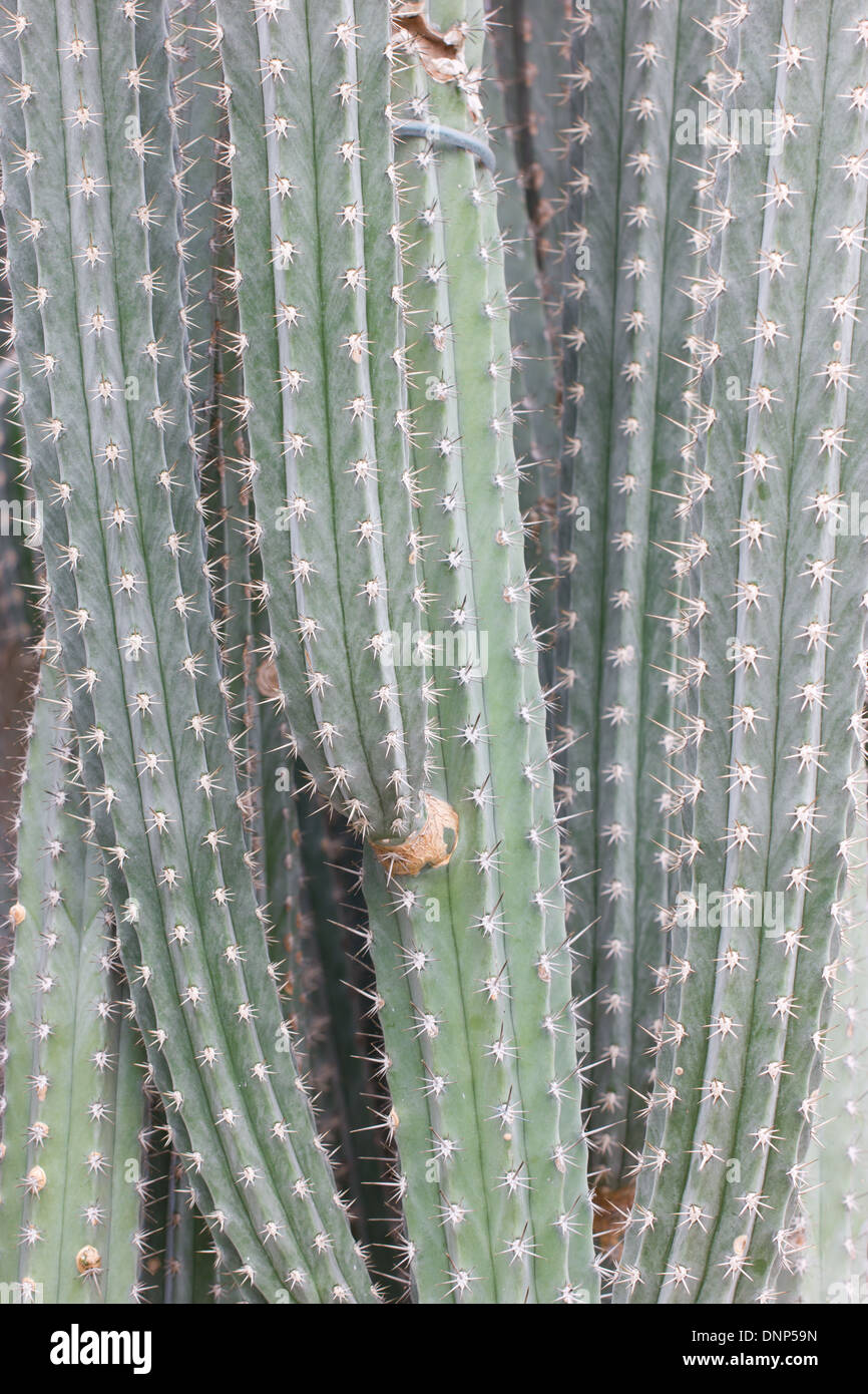 An exotic cactus leaf Banque de photographies et d’images à haute ...