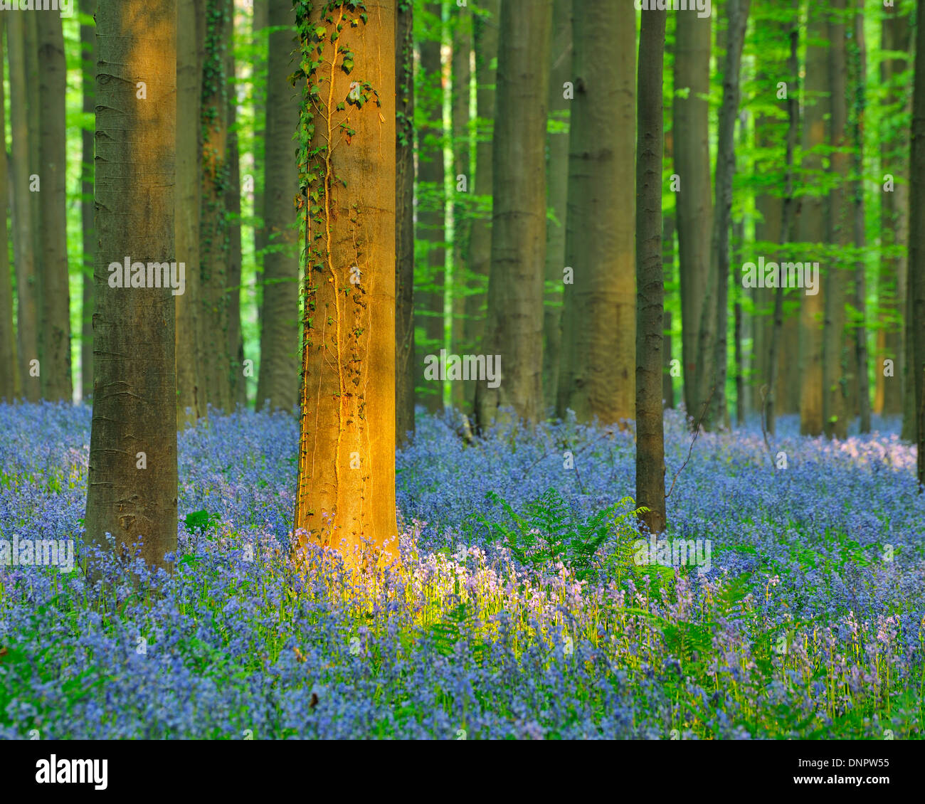 Forêt de hêtres avec des jacinthes au printemps, Hallerbos, Halle ...