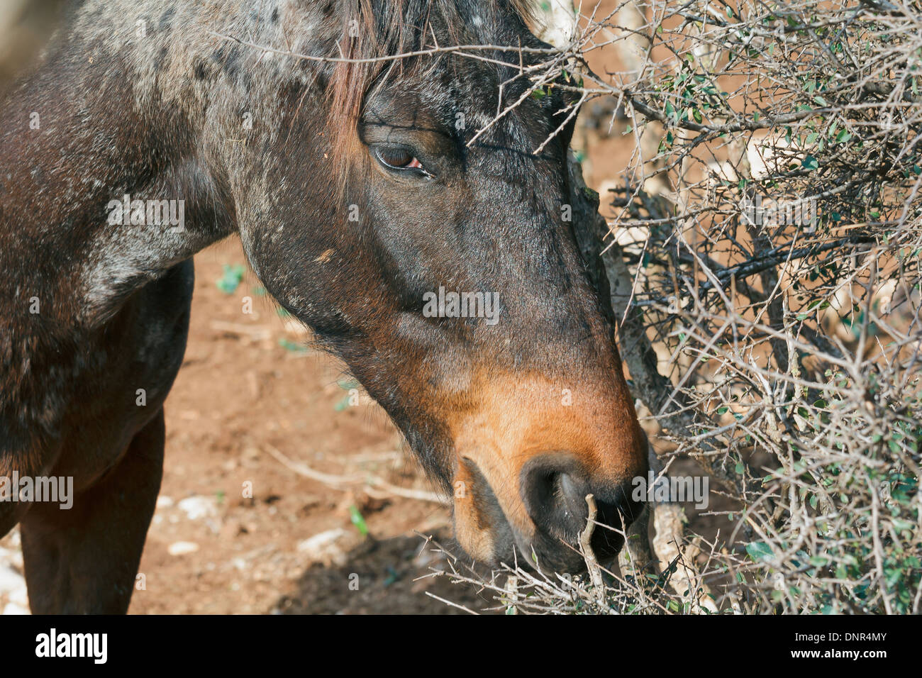 Yeux expressifs Banque de photographies et d’images à haute résolution - Alamy