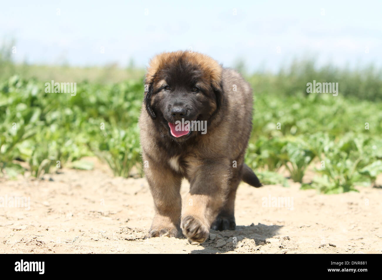 Chiot Leonberger Banque d'image et photos - Alamy