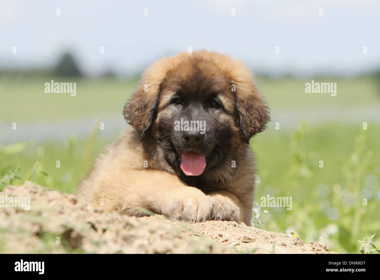 Chiot Leonberger Banque d'image et photos - Alamy