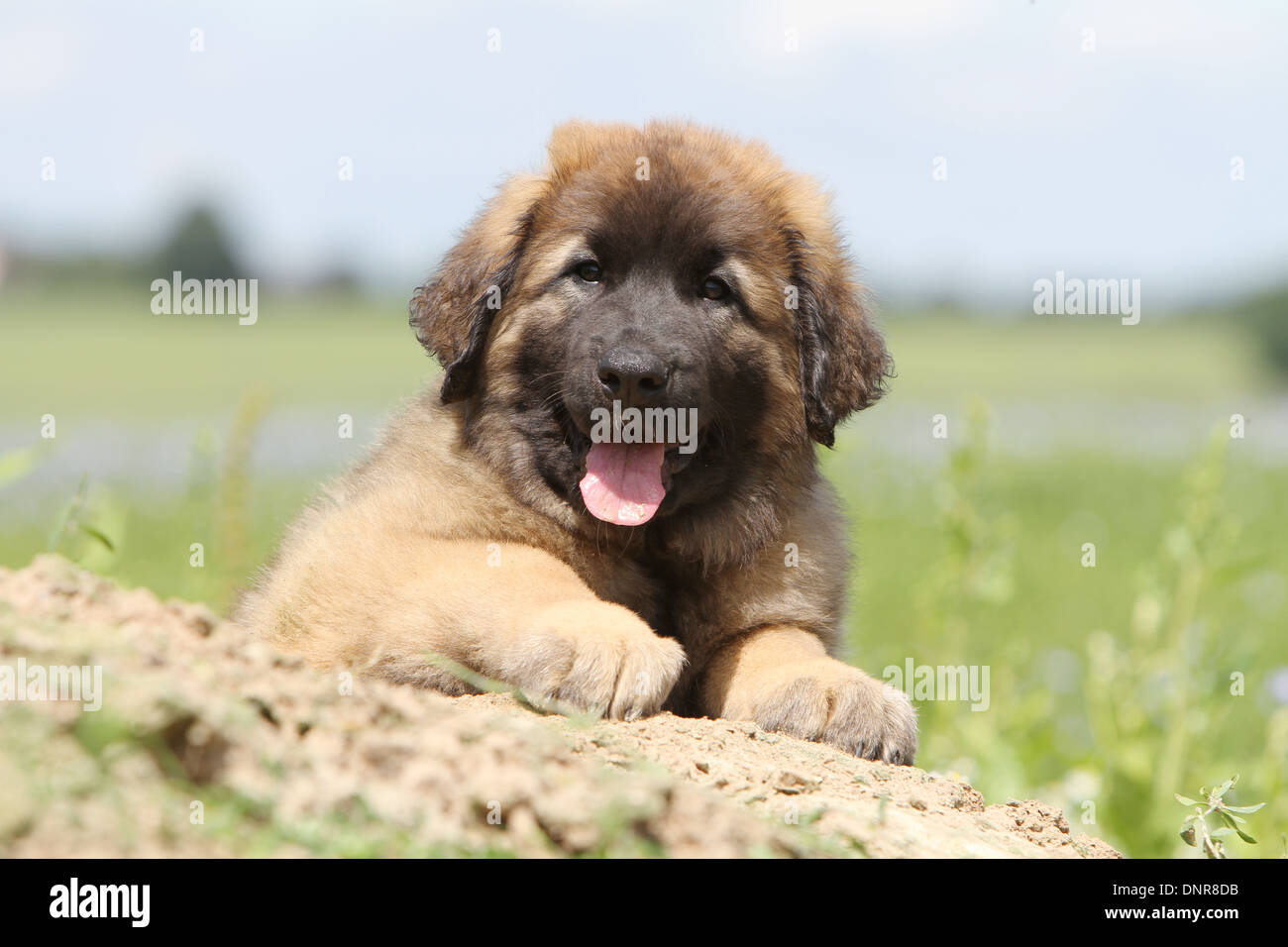 Leonberger puppy Banque de photographies et d’images à haute résolution ...