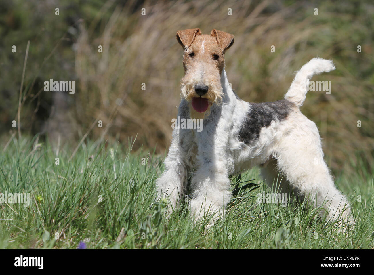 Chien fox terrier Banque de photographies et d’images à haute ...