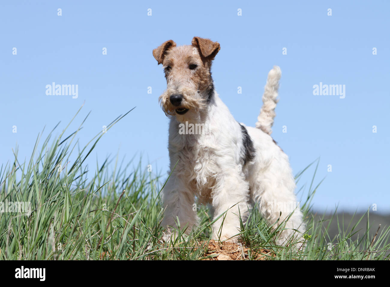 Chien fox terrier Banque de photographies et d’images à haute ...