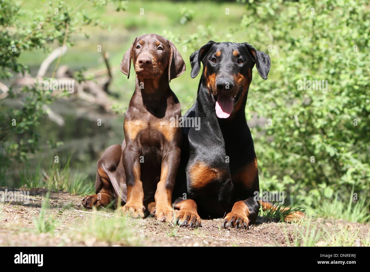 / Dobermann chien Dobermann (oreilles naturelles) / adulte et chiot au ...