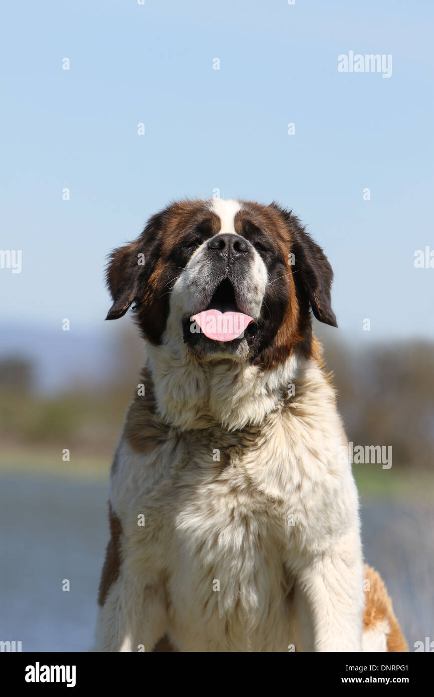 Chien saint bernard Banque de photographies et d’images à haute ...