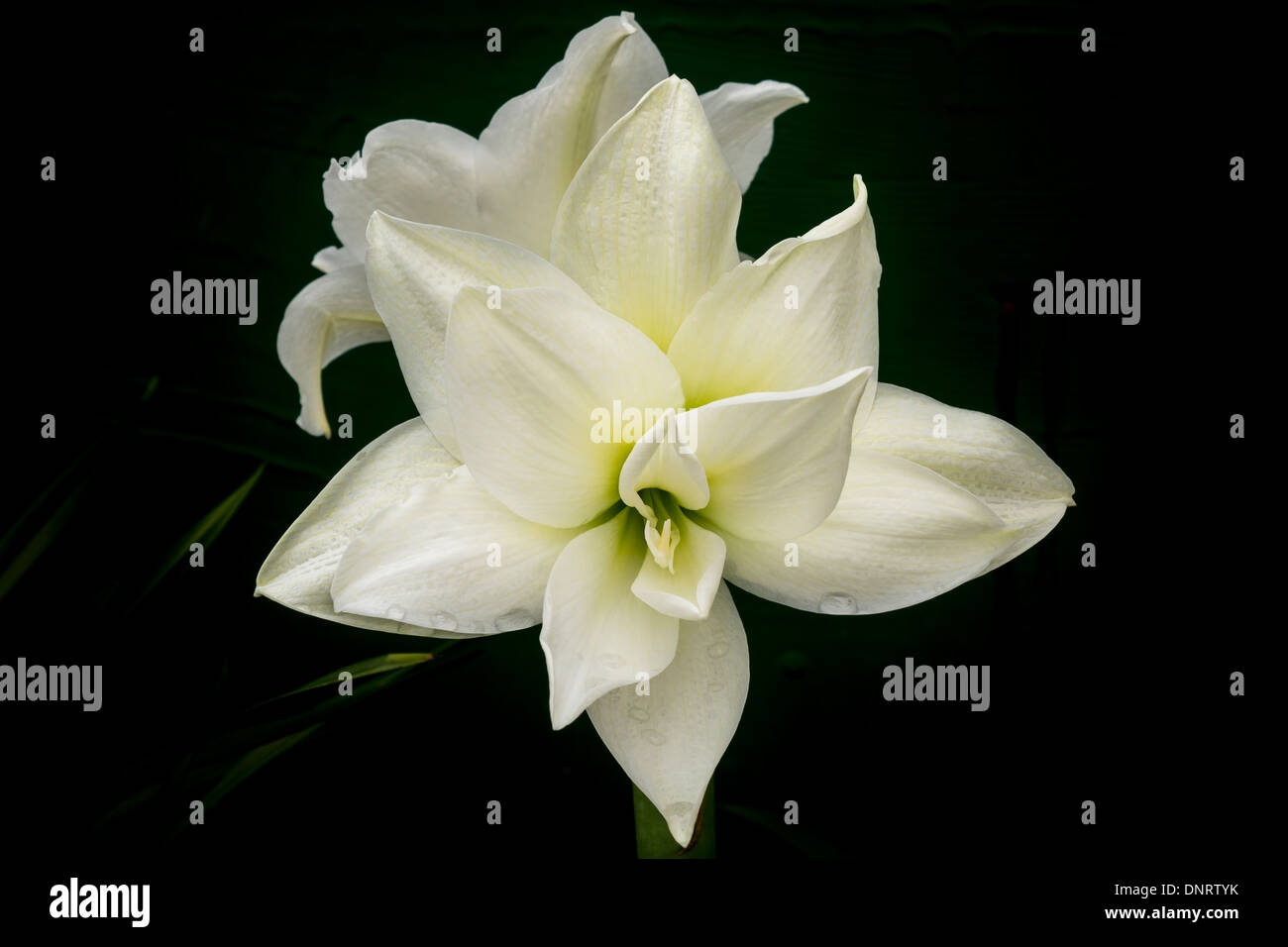 Fleur de lys blanc Banque de photographies et d’images à haute résolution - Alamy