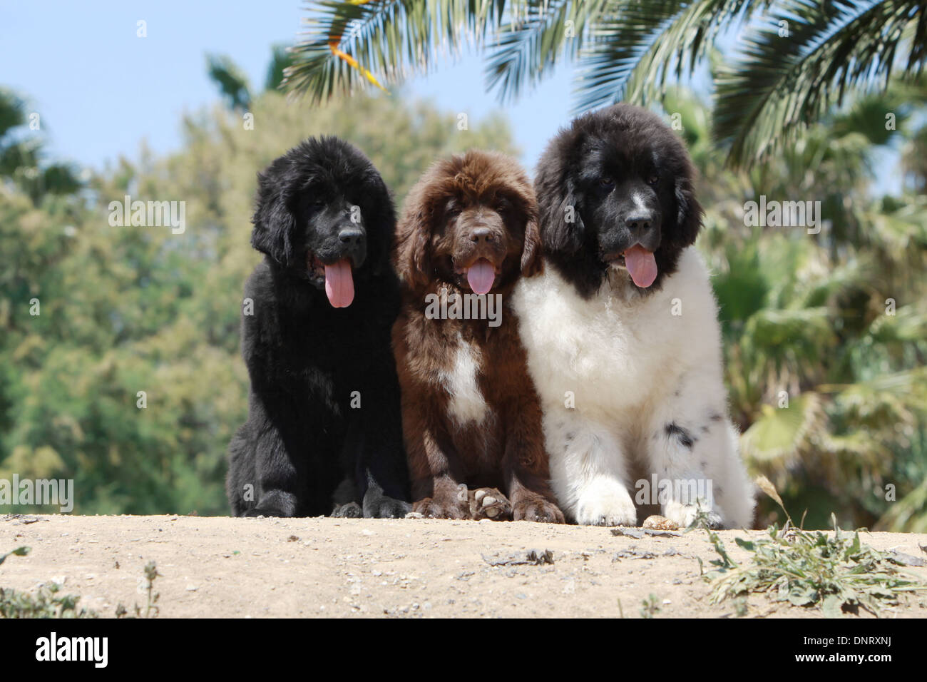 Chien Terre-Neuve / trois chiots (différentes couleurs) assis sur la ...