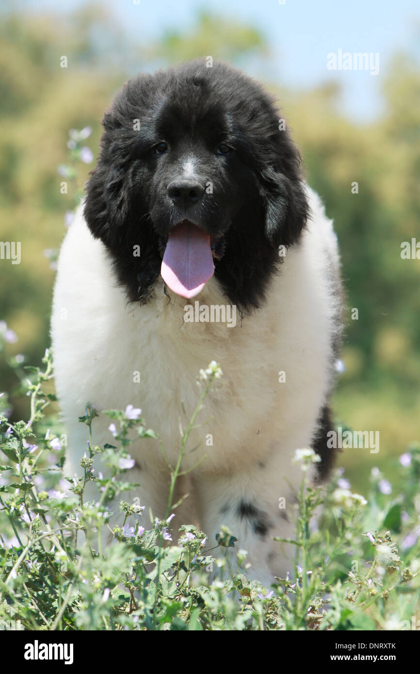 Terre-neuve chien / chiot ( noir et blanc) dans un pré Photo Stock - Alamy