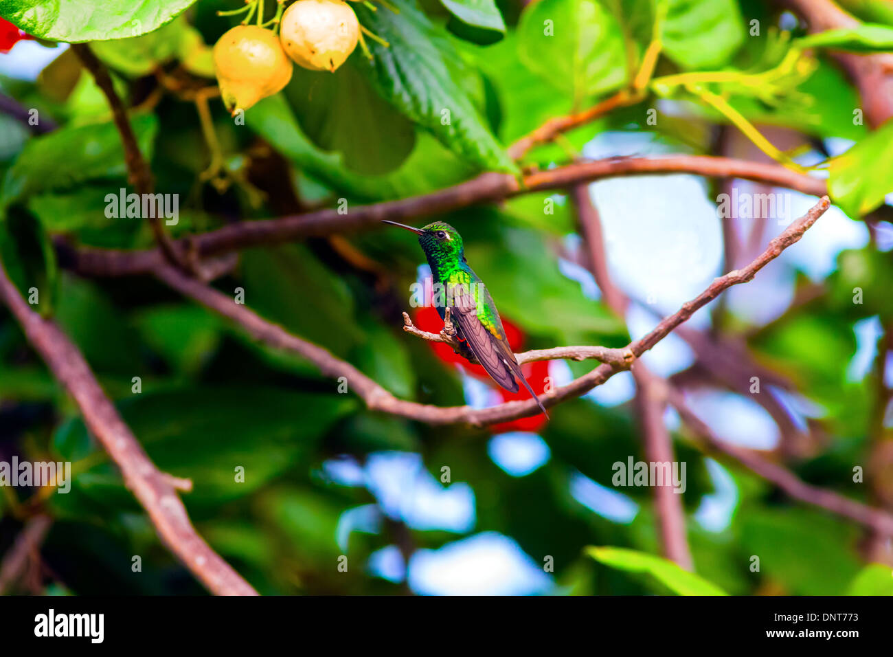 Colibri émeraude de cuba Banque de photographies et d’images à haute ...