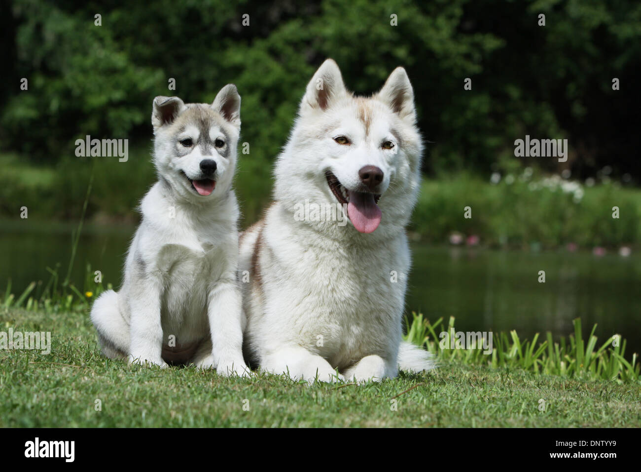 Chien Husky de Sibérie / adulte et chiot dans un jardin Photo Stock - Alamy