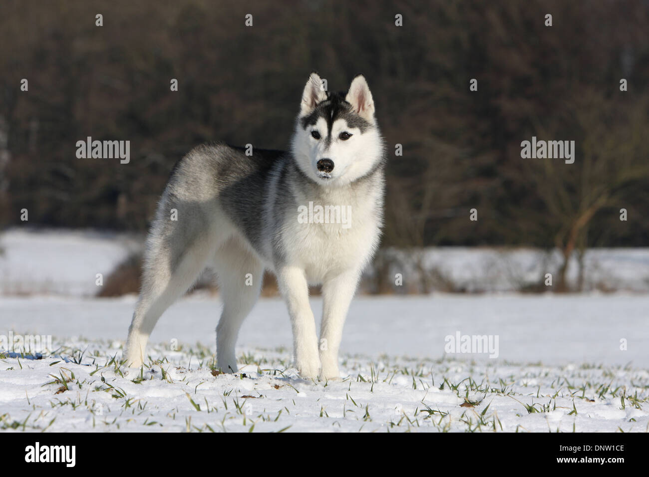 Chien husky dans la neige Banque de photographies et d’images à haute ...