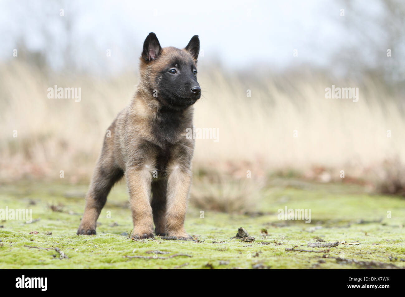 Chiot malinois Banque de photographies et d’images à haute résolution ...