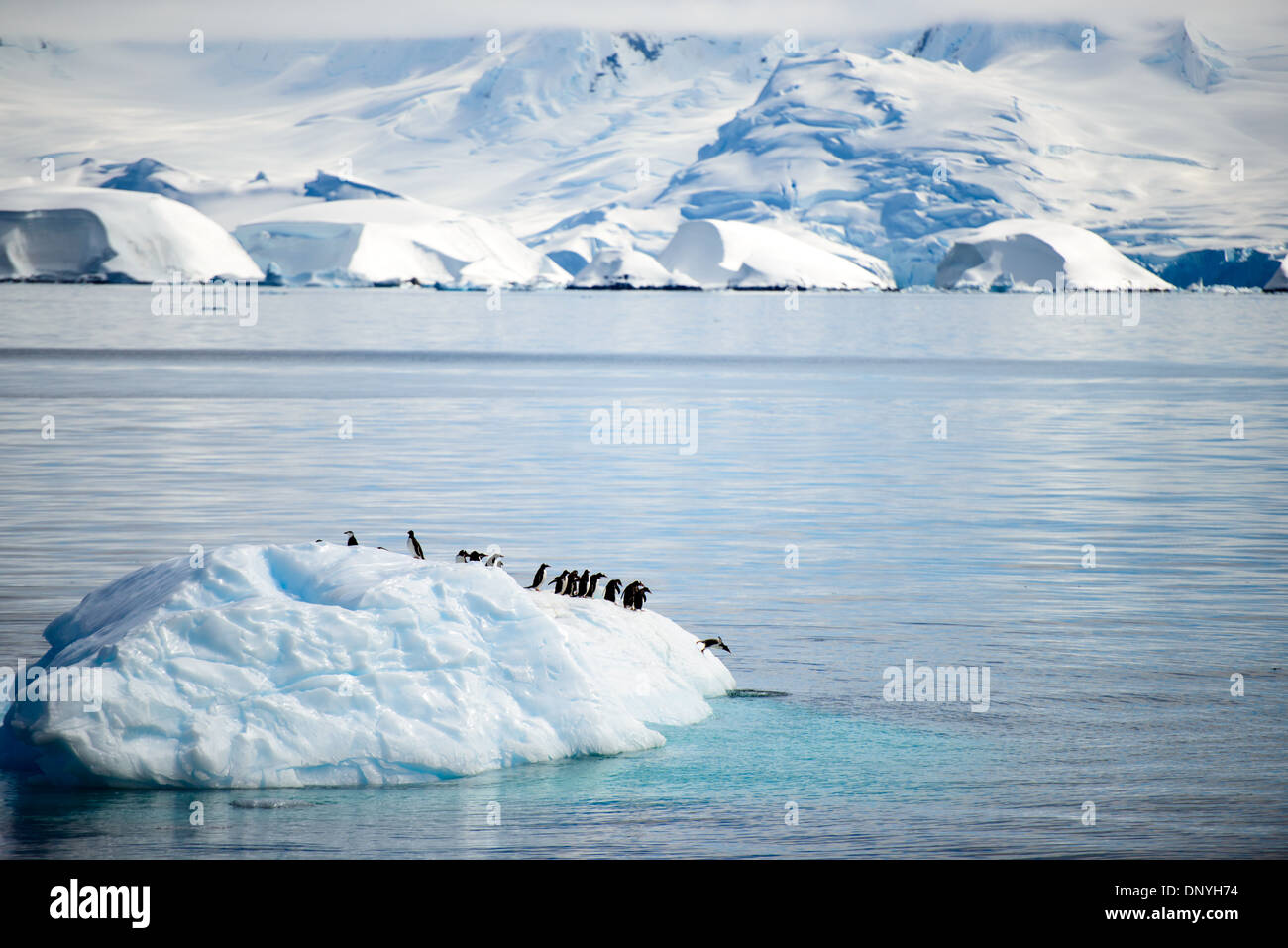 Antarctica pinguins Banque de photographies et d’images à haute ...