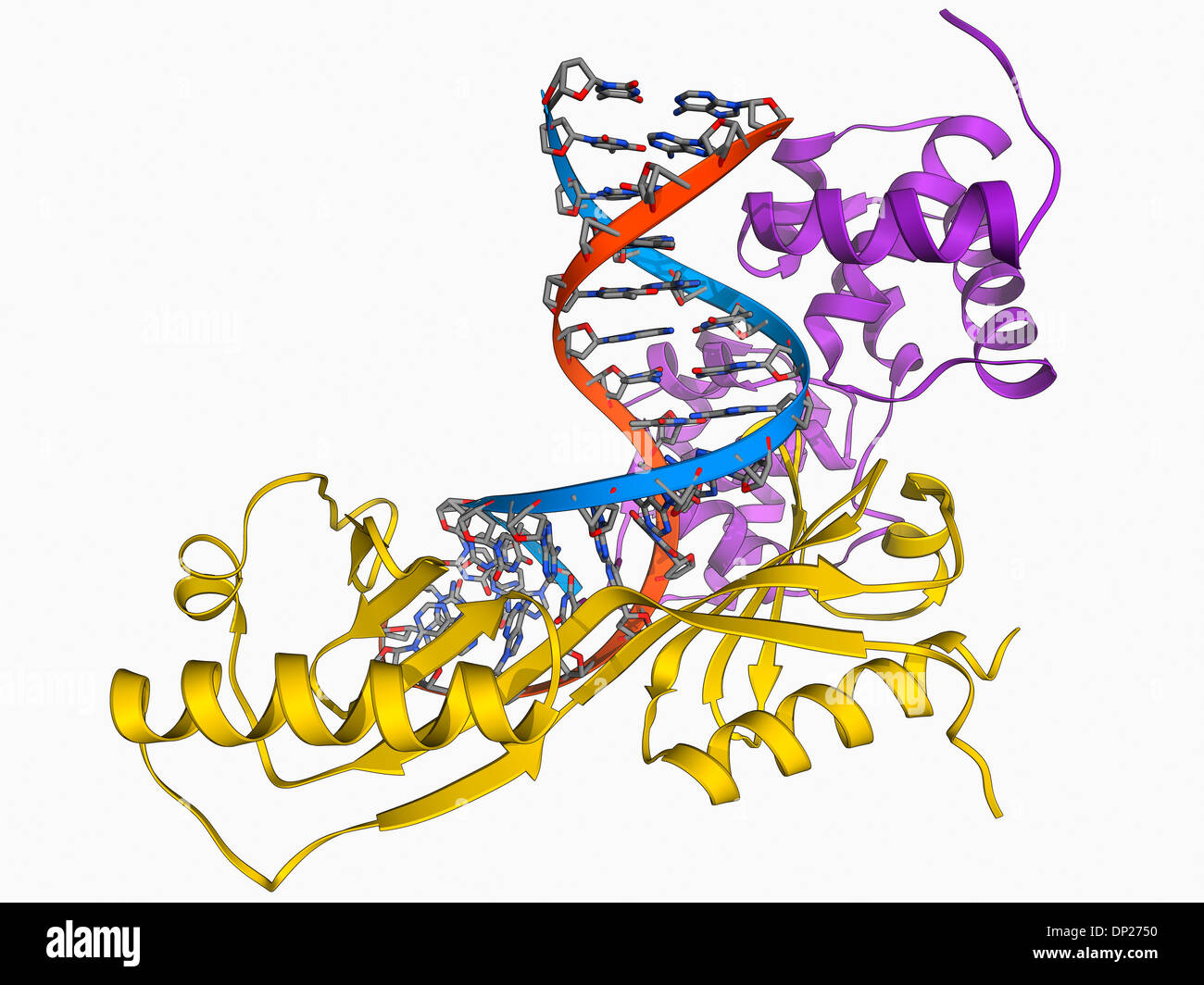 Complexe protéique Banque de photographies et d’images à haute ...