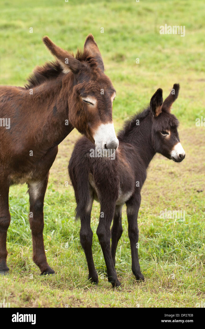 ânes mignons Banque de photographies et d’images à haute résolution - Alamy
