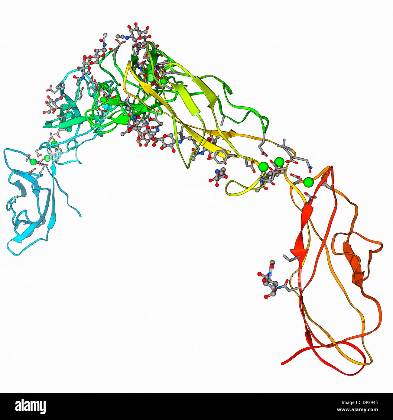 Molécule de protéine d'adhésion cellulaire Photo Stock - Alamy