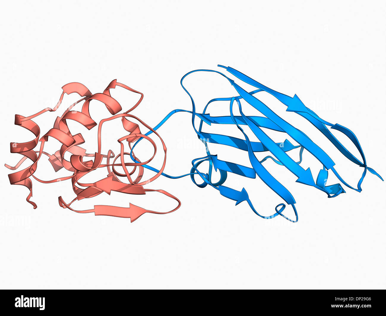 Lysozyme protein Banque de photographies et d’images à haute résolution ...