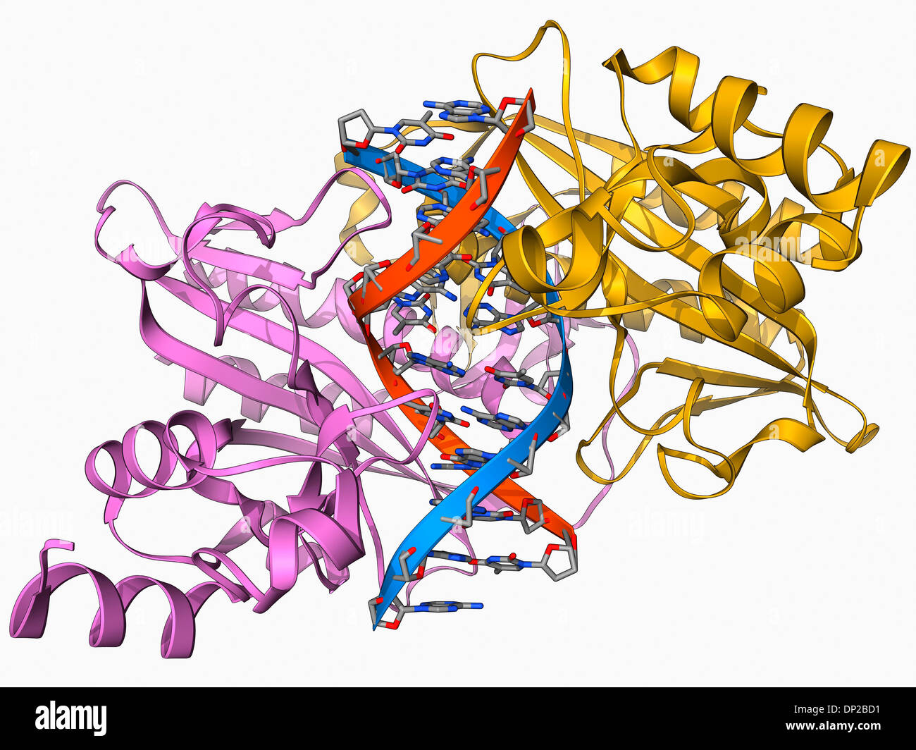 Enzyme de restriction Banque de photographies et d’images à haute ...
