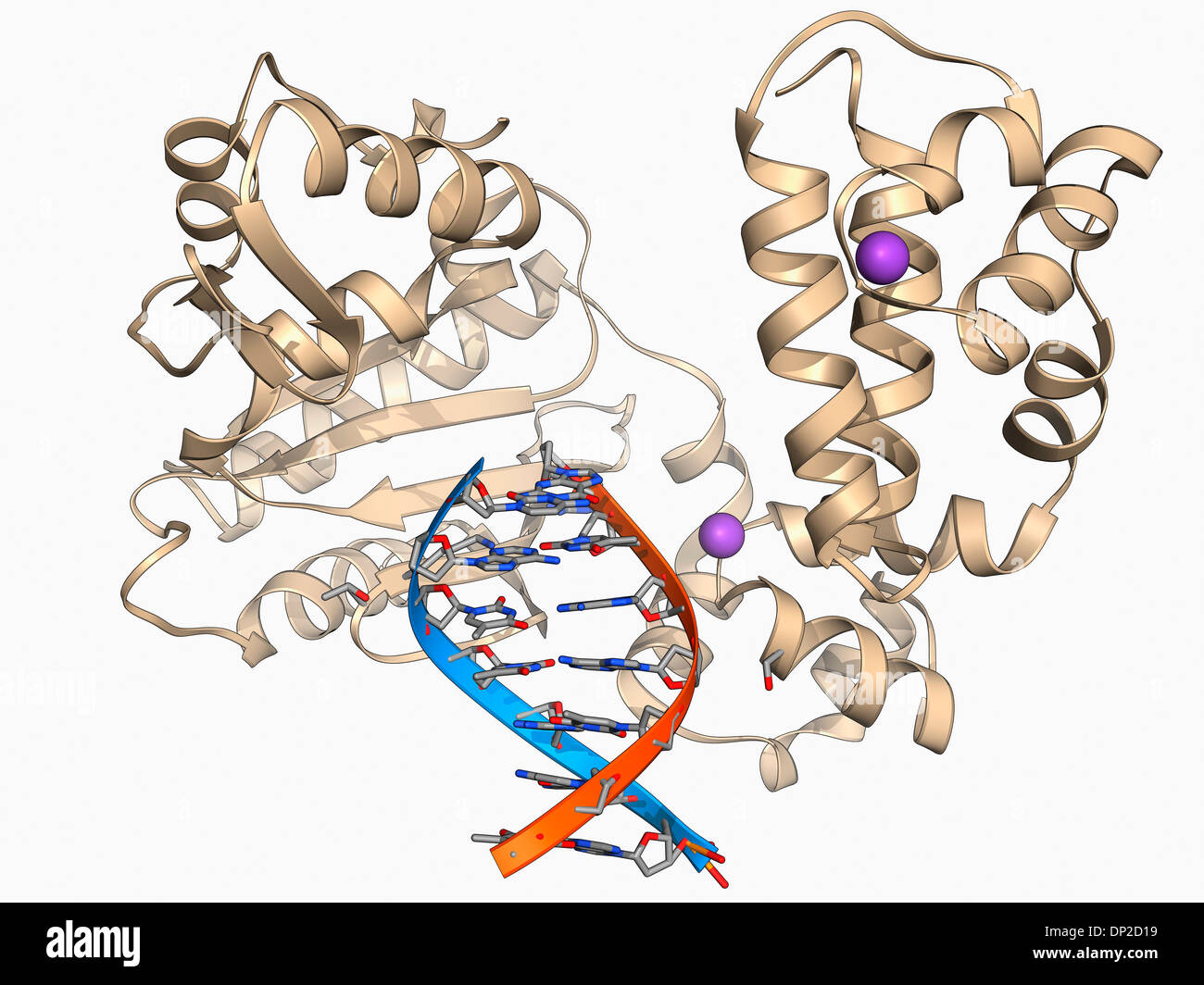 Adn pol Banque de photographies et d’images à haute résolution - Alamy