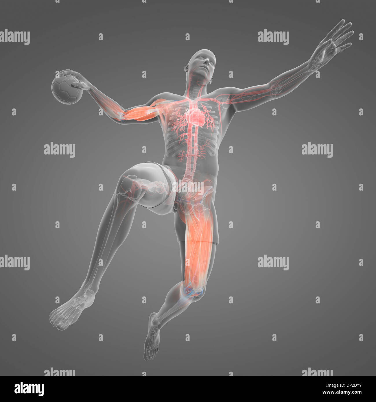 Anatomie du joueur de handball Banque de photographies et d’images à ...