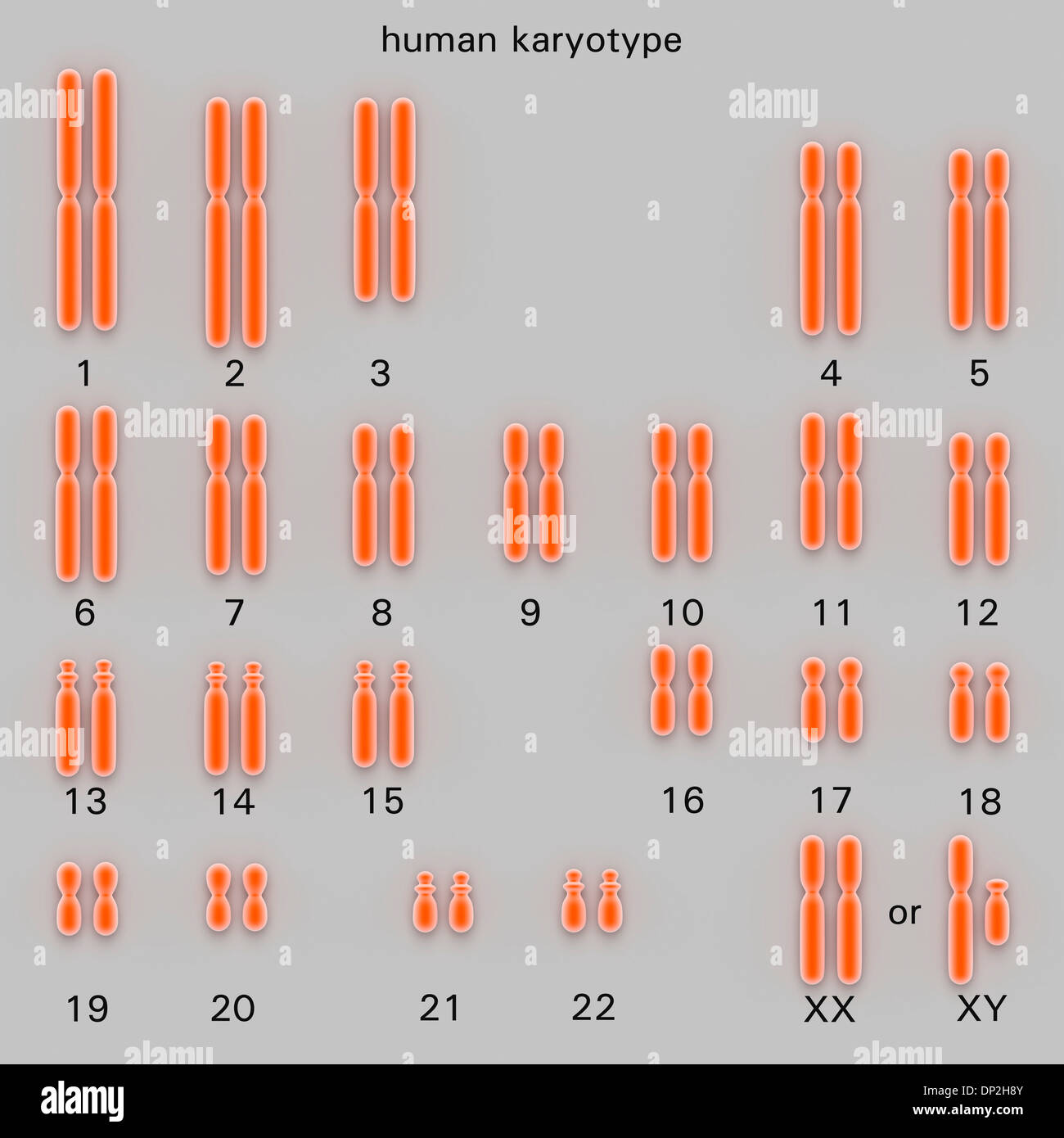 Caryotype Normal Banque De Photographies Et Dimages à Haute Résolution