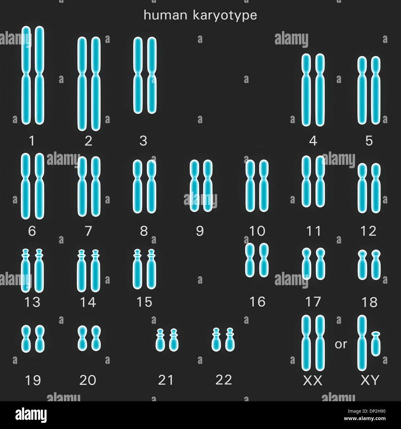 Caryotype Normal Banque De Photographies Et Dimages à Haute Résolution