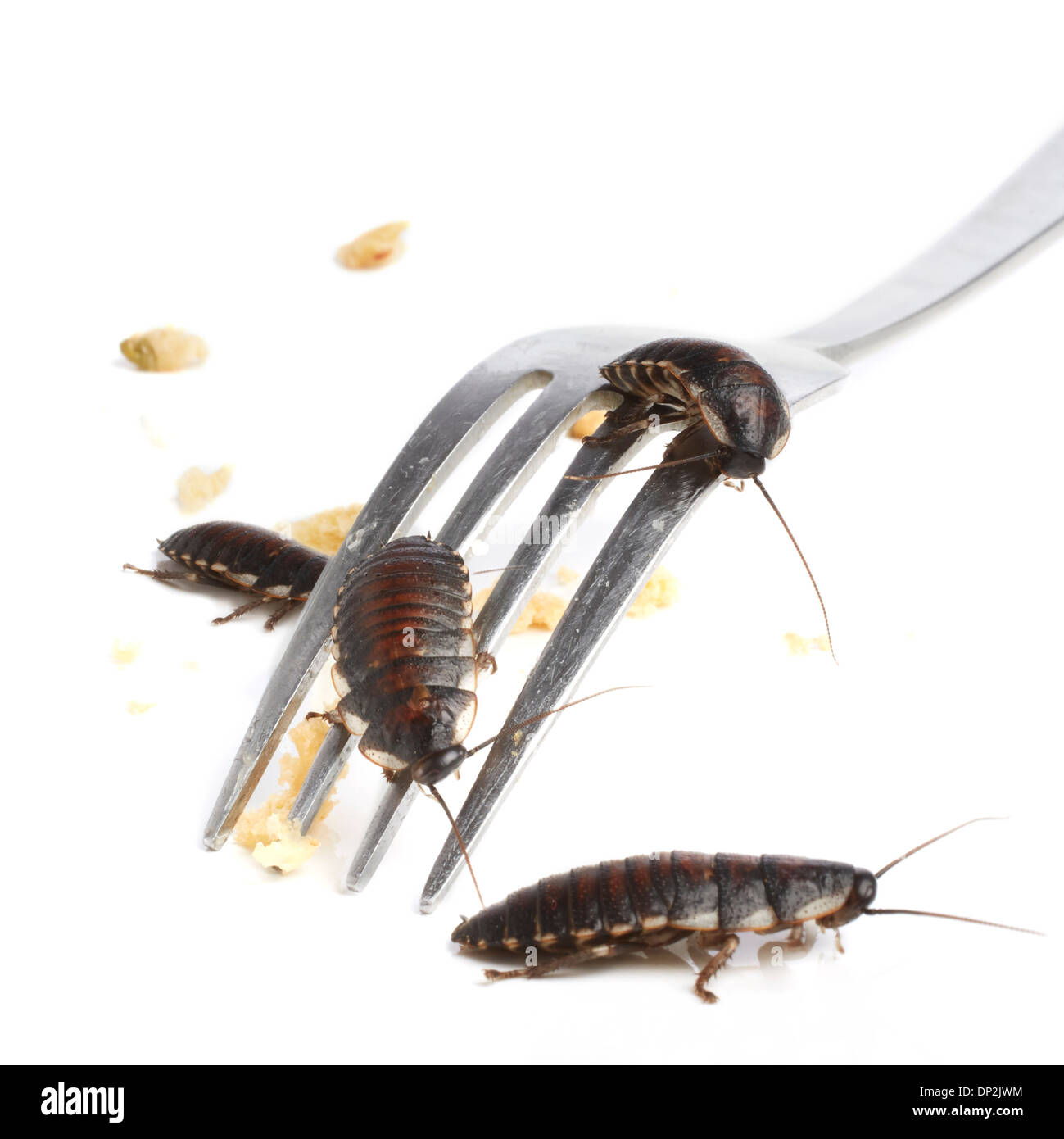 Blattes de blattes Banque de photographies et d’images à haute ...