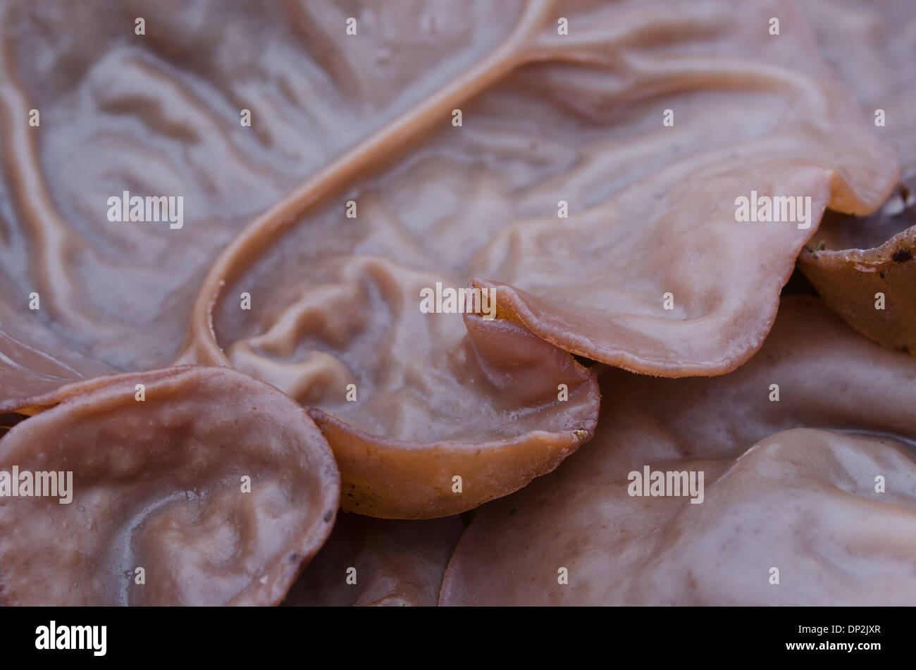Champignon oreille de porc Banque de photographies et d’images à haute ...