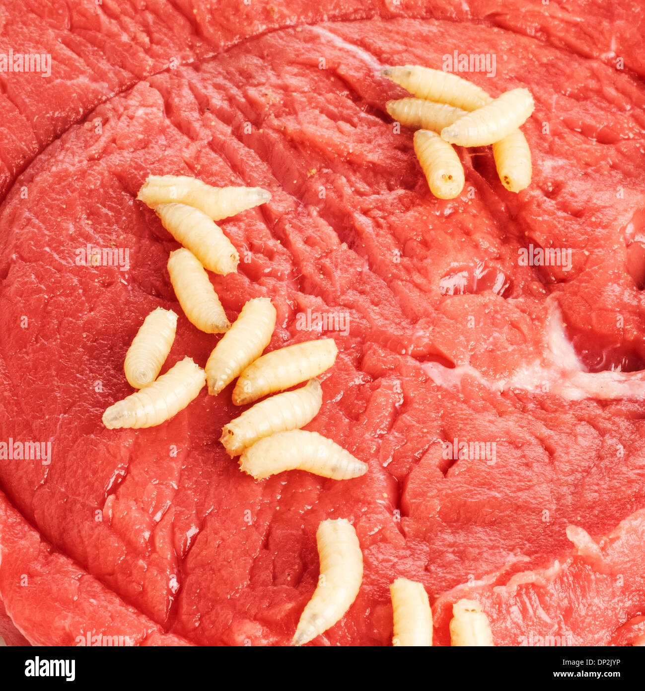 Maggots meat Banque de photographies et d’images à haute résolution - Alamy