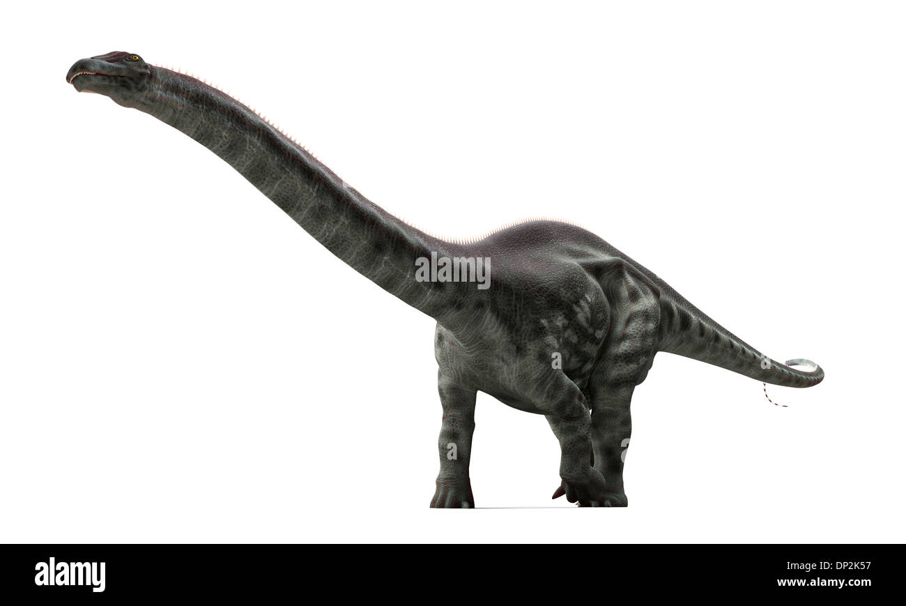Apatosaure de dinosaure Banque de photographies et d’images à haute ...