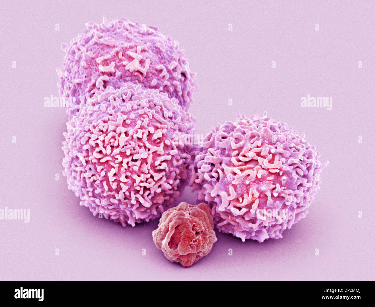 White blood cell electron micrograph Banque de photographies et d ...