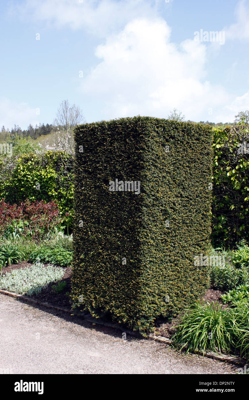 Yew topiary taxus baccata Banque de photographies et d’images à haute ...