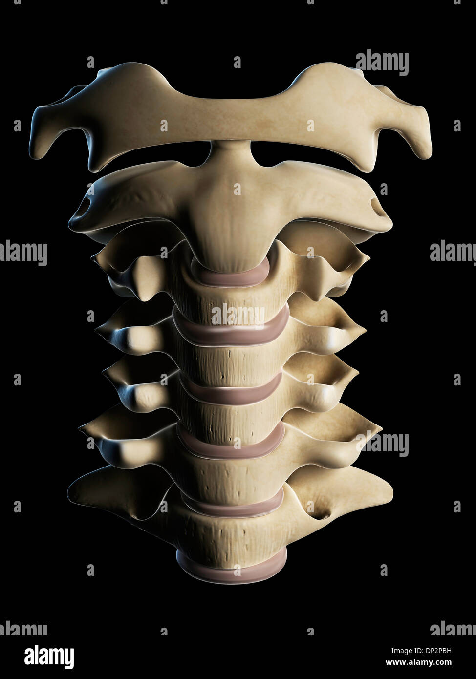 L'anatomie du corps humain cervicales Banque de photographies et d ...