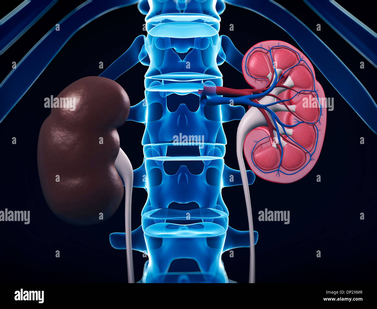 Anatomie des reins Banque de photographies et d’images à haute ...