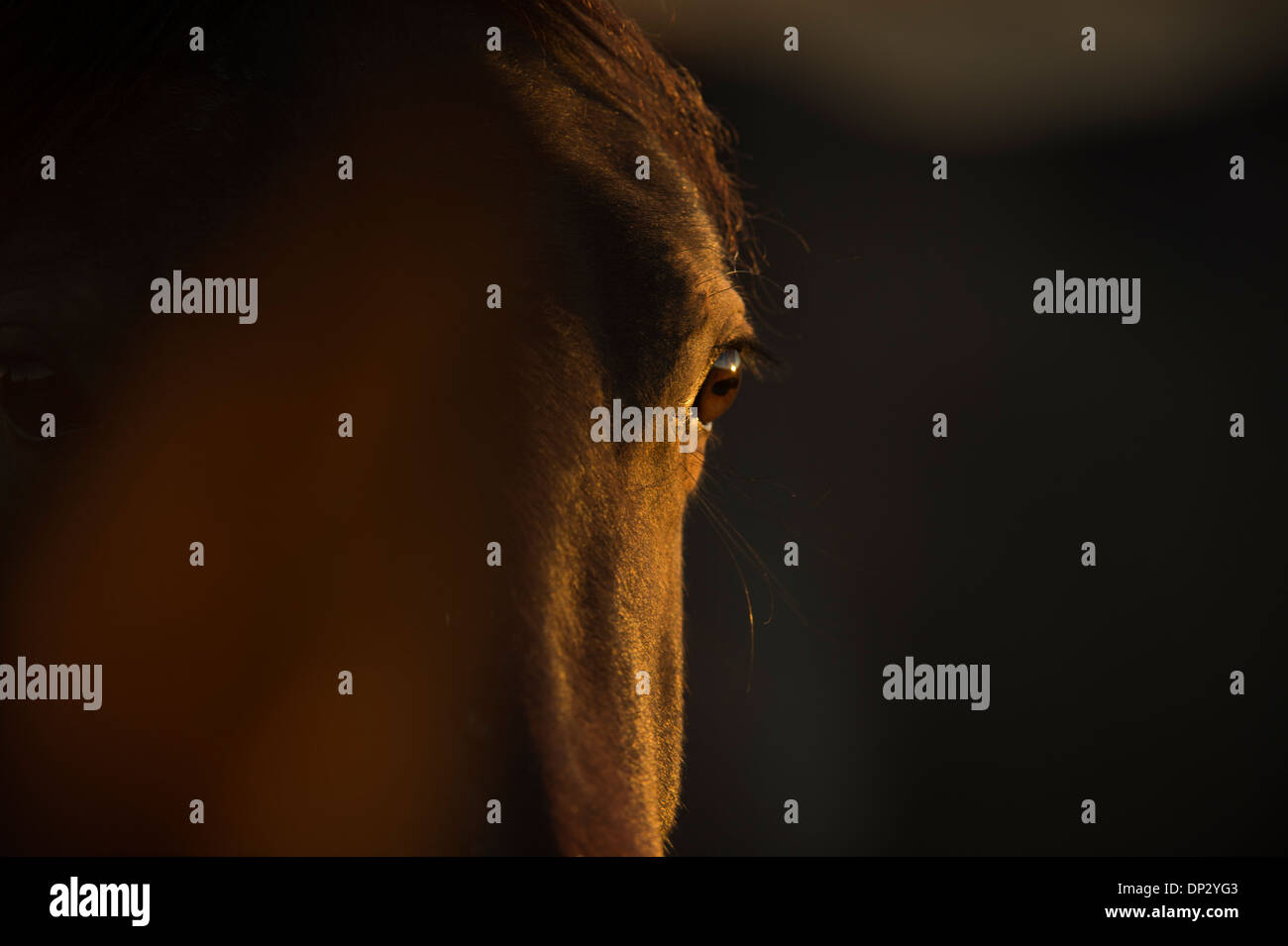 Cheval brun au galop Banque de photographies et d’images à haute ...