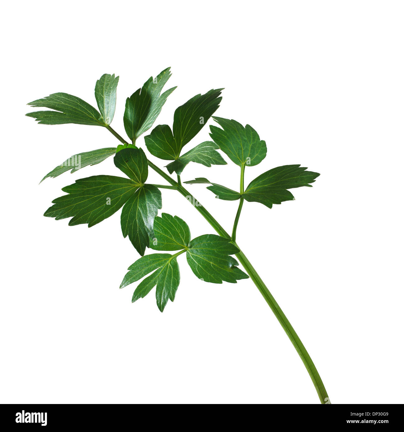 Lovage levisticum officinale Banque de photographies et d’images à haute résolution - Alamy