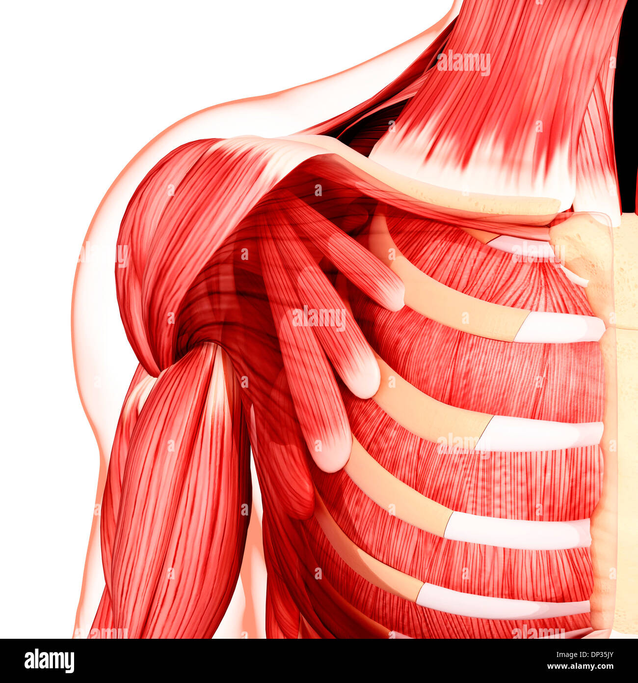 Muscle intercostaux externe Banque de photographies et d’images à haute ...