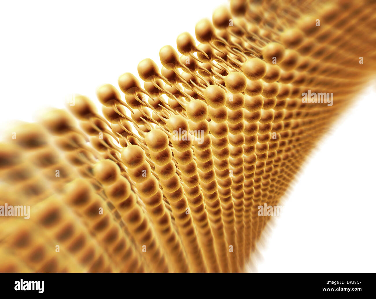 Membrane plasmique cellulaire Banque de photographies et d’images à ...