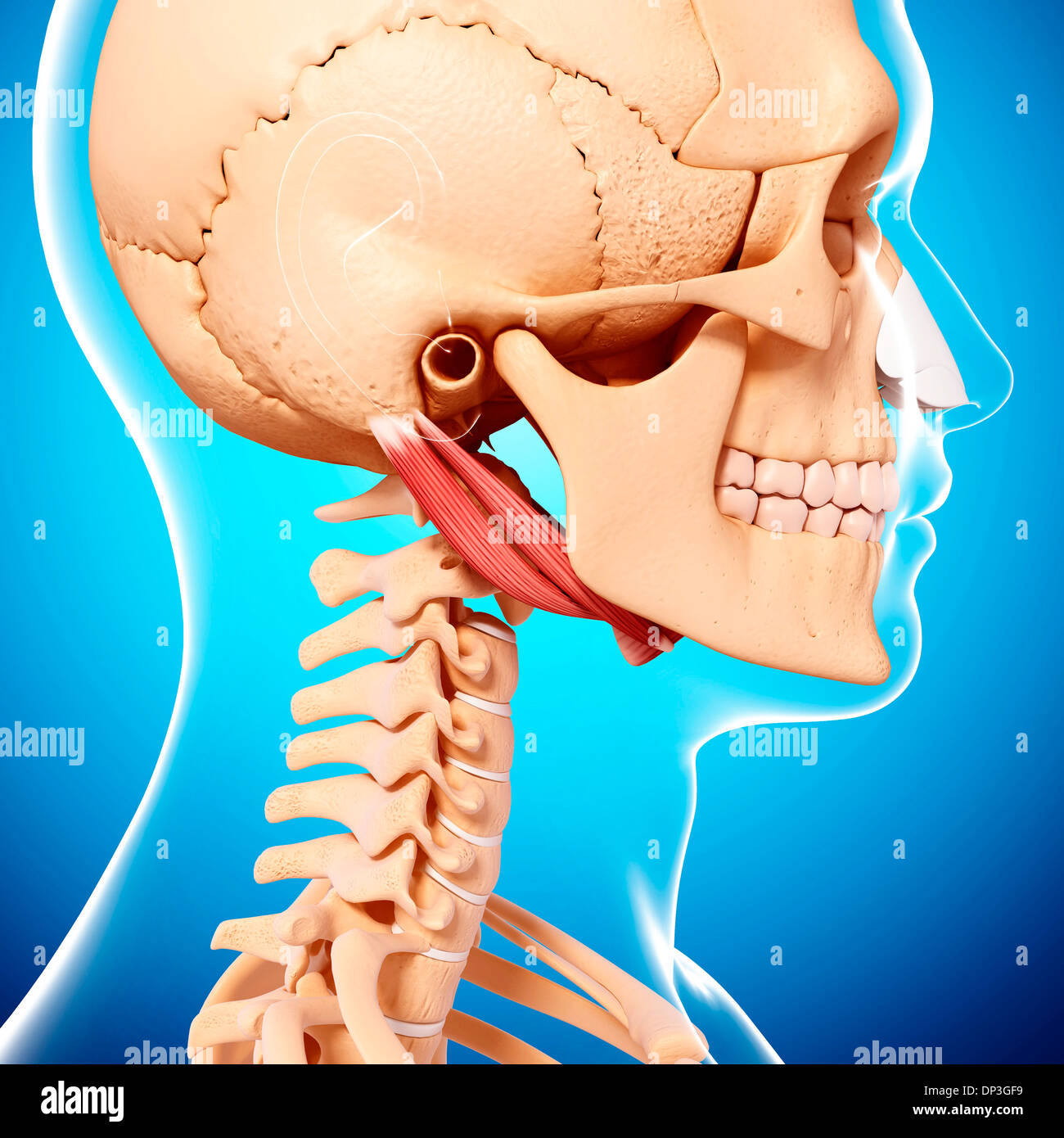 Digastric muscle Banque de photographies et d’images à haute résolution ...