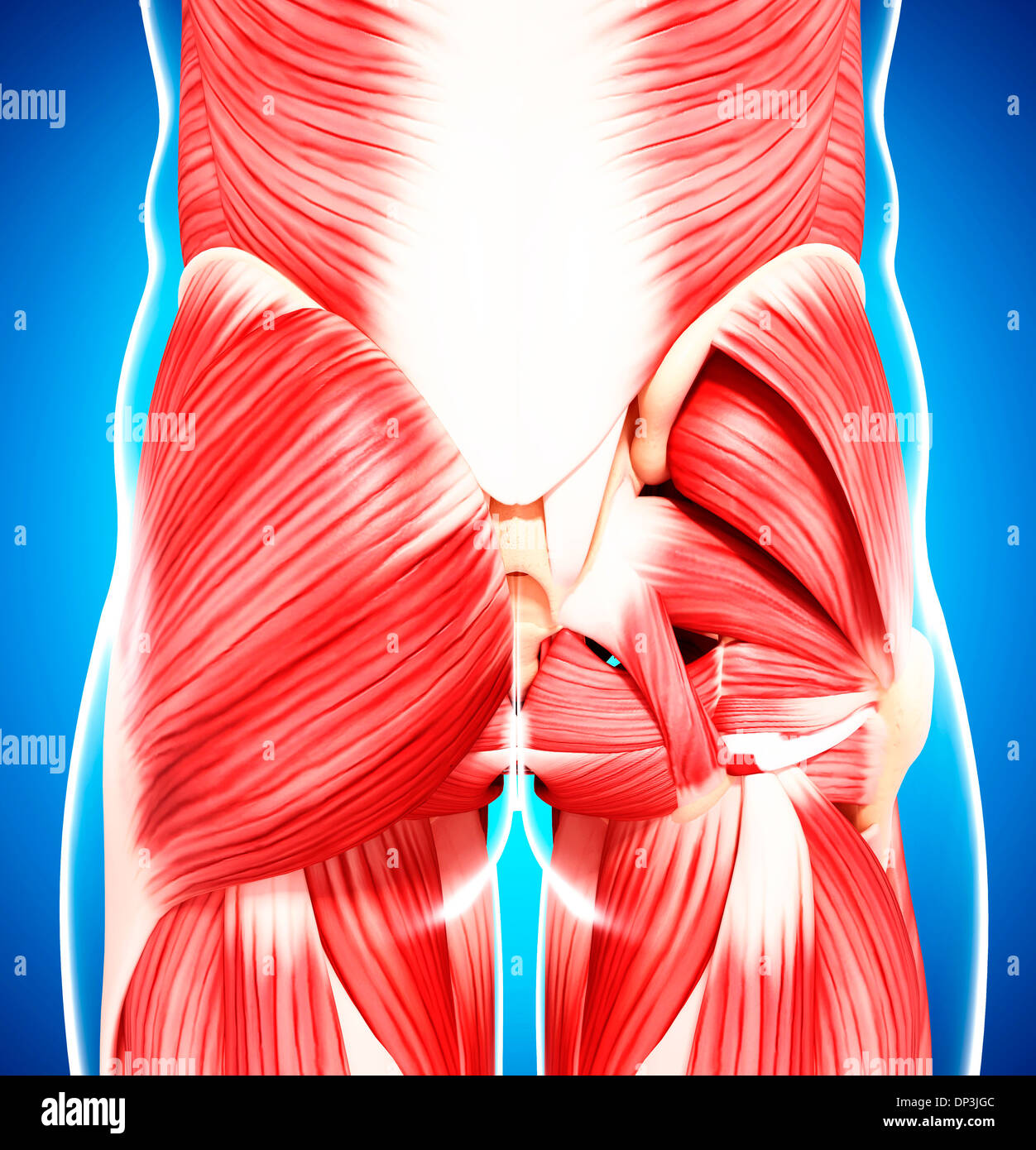 Moyen Fessier Banque d'image et photos - Alamy