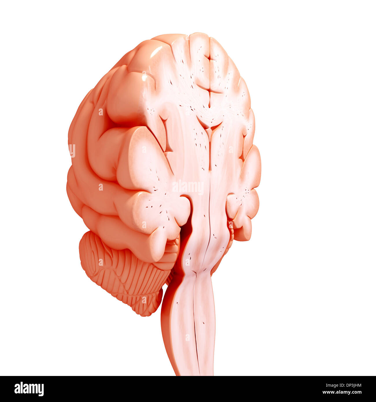 Cerveau humain anatomie Banque de photographies et d’images à haute ...
