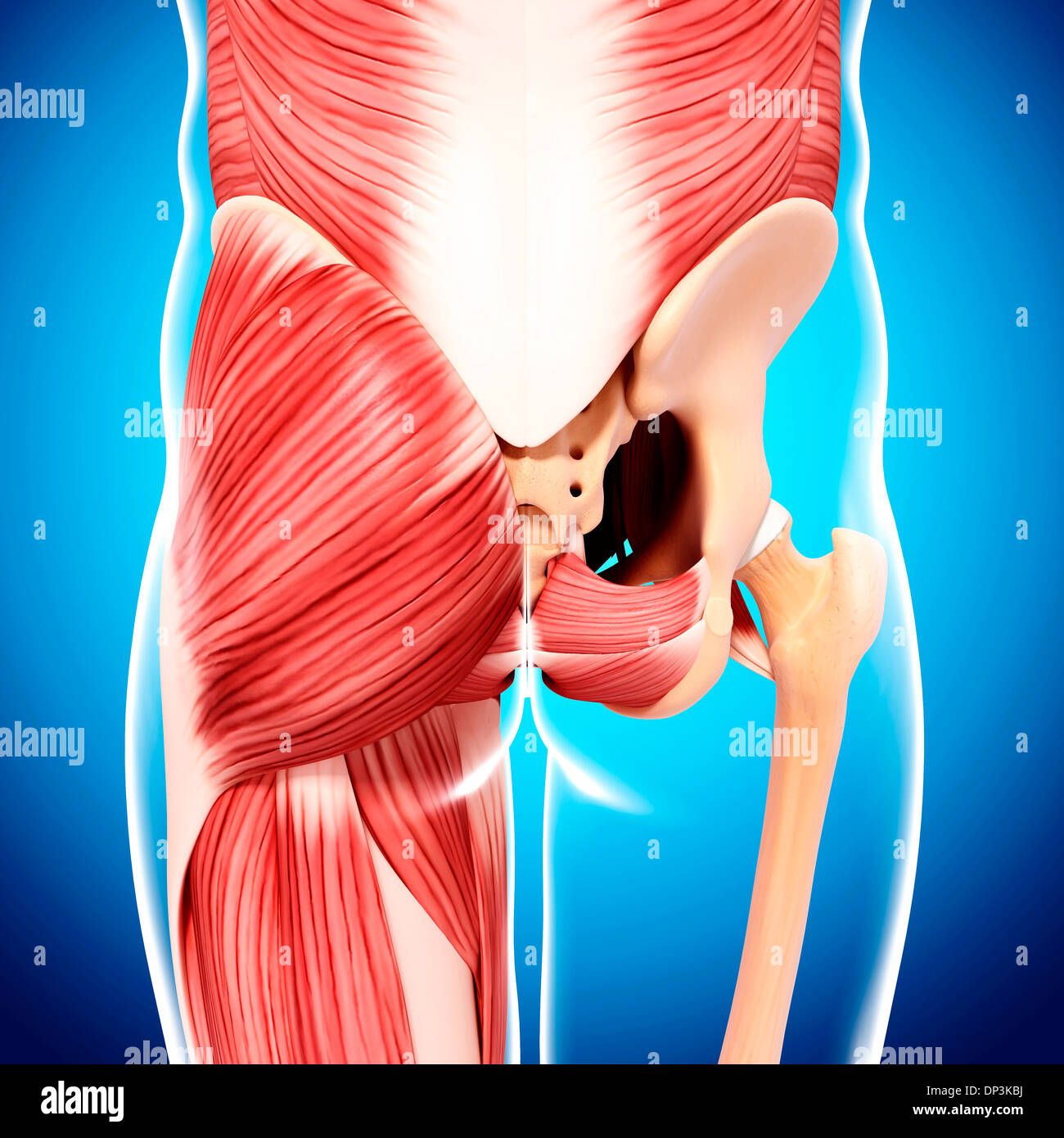 Muscle iliococcygeus Banque de photographies et d’images à haute ...