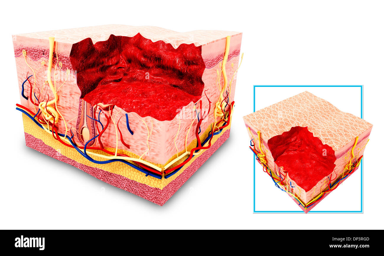 Corps humain anatomie peau Banque de photographies et d’images à haute ...