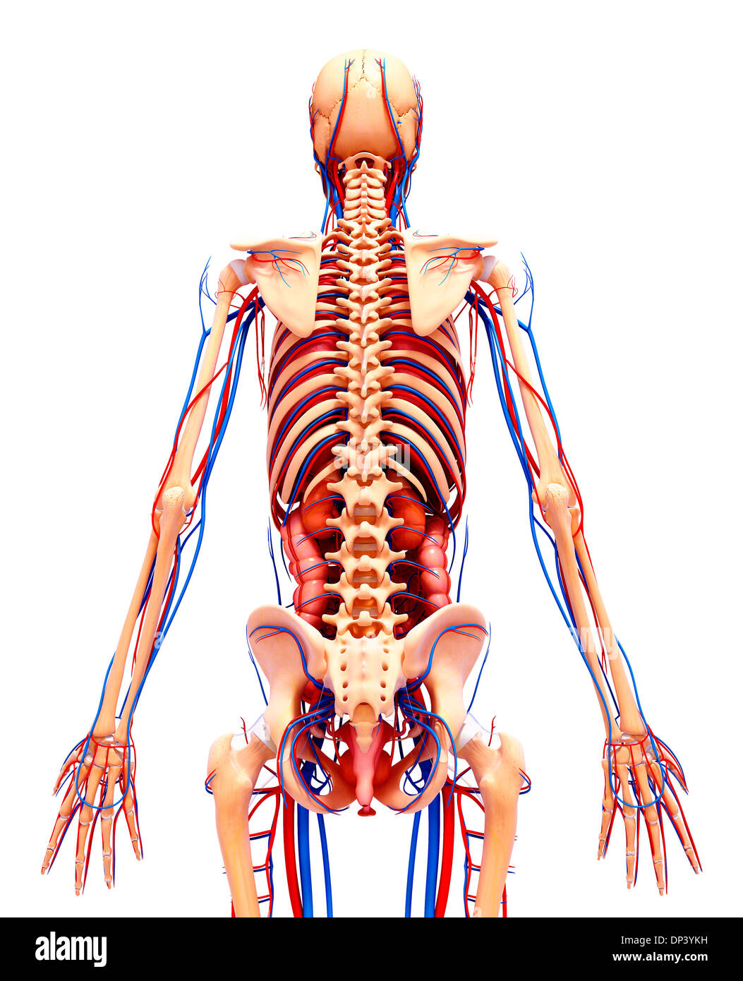 L'anatomie du corps humain sacrum Banque d'images détourées - Alamy